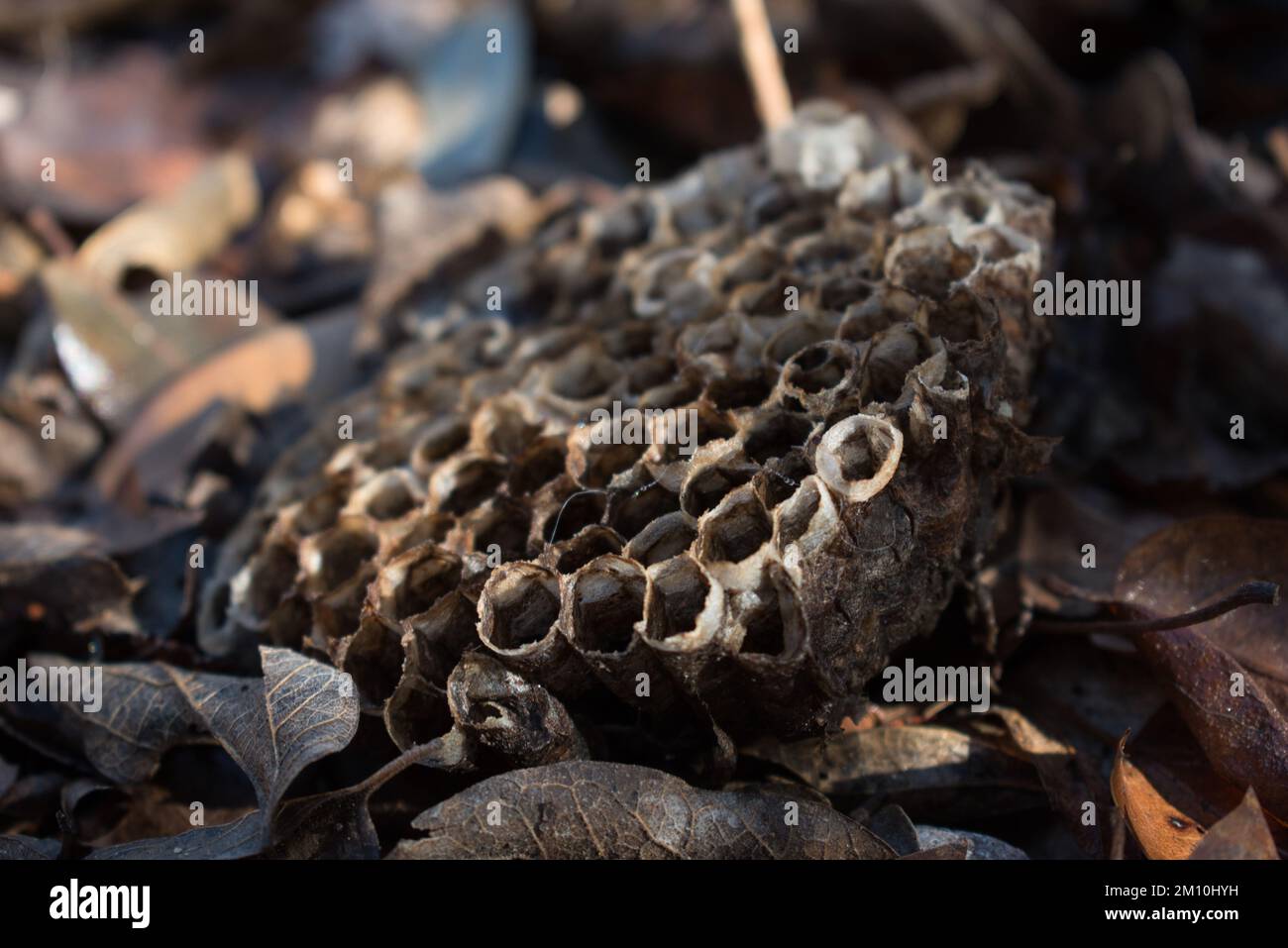 A closeup of an empty wasp nest on the dry leaves Stock Photo - Alamy