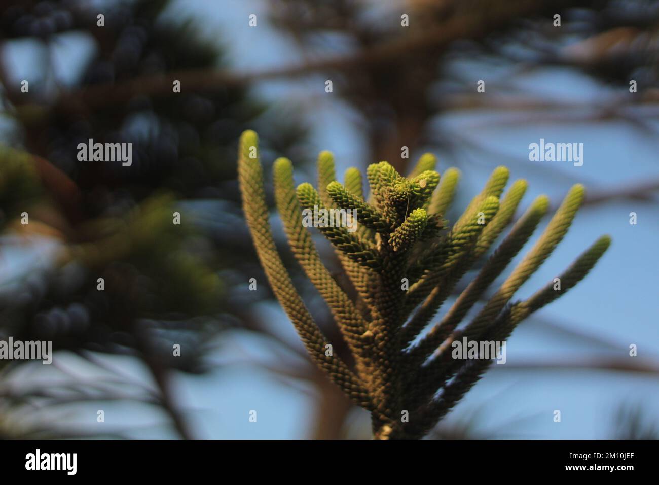 Light sky focus hi-res stock photography and images - Alamy