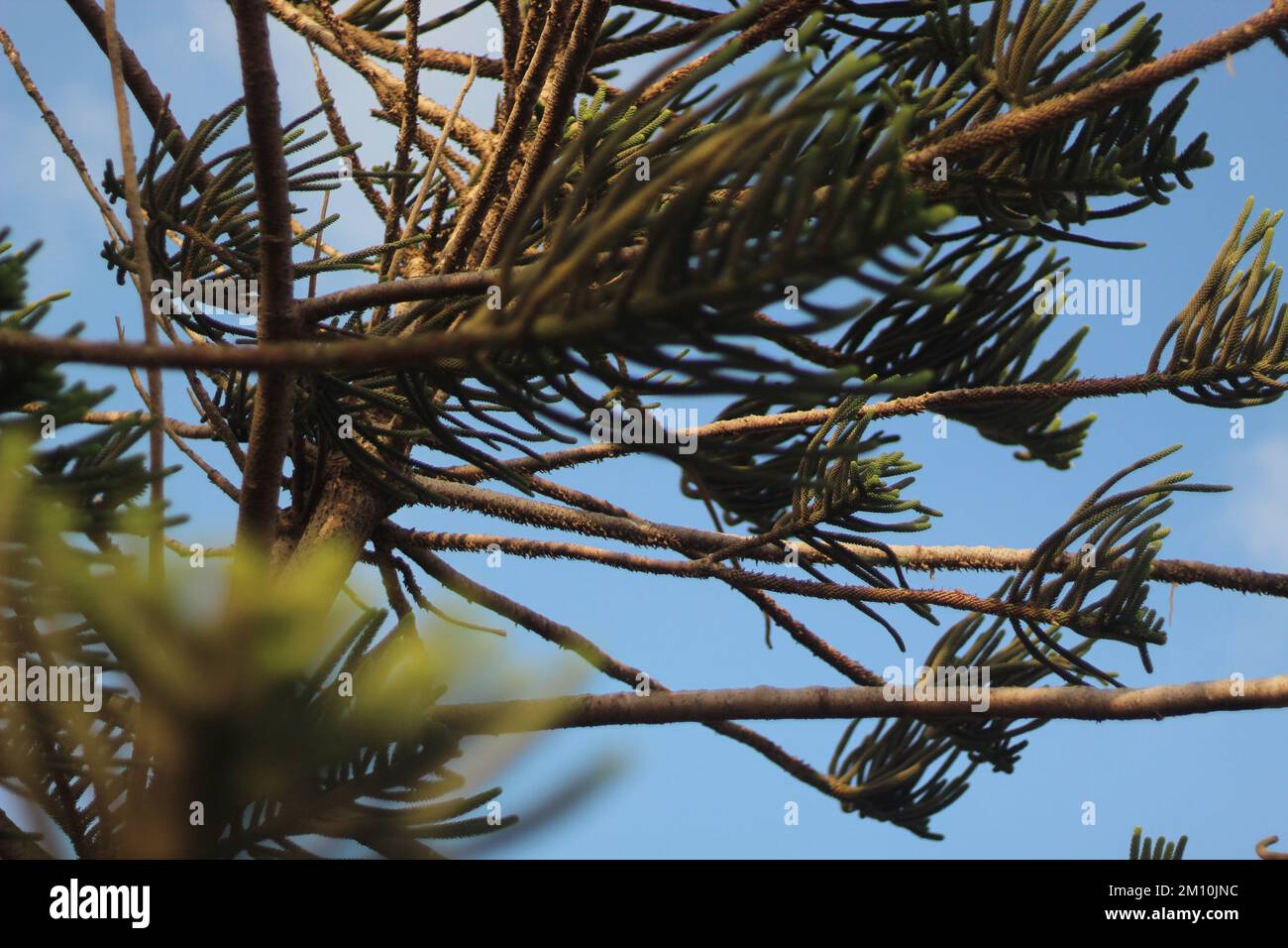 tree branch in day light Stock Photo - Alamy