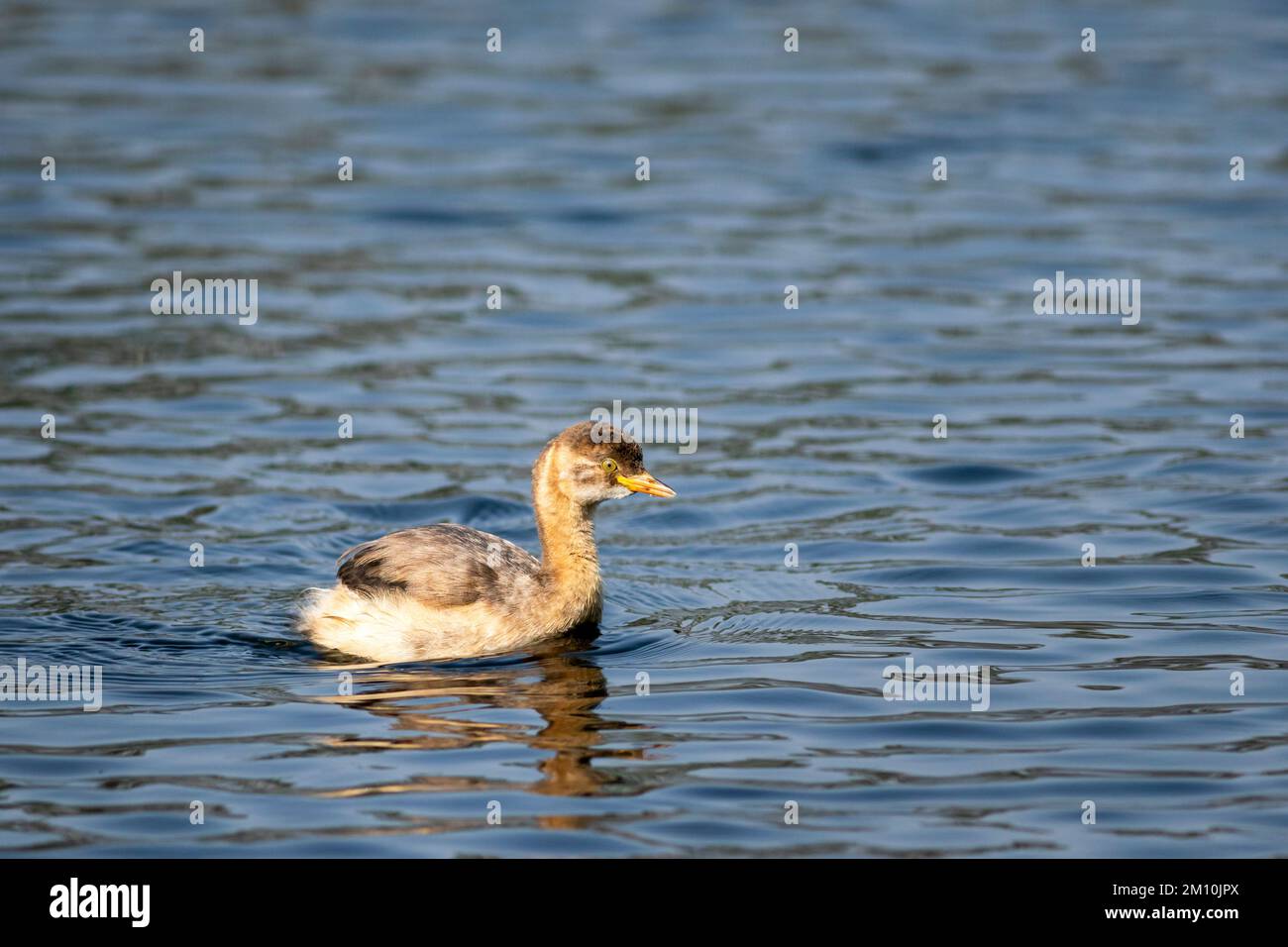 little grebe or Tachybaptus ruficollis bird closeup or portrait ...