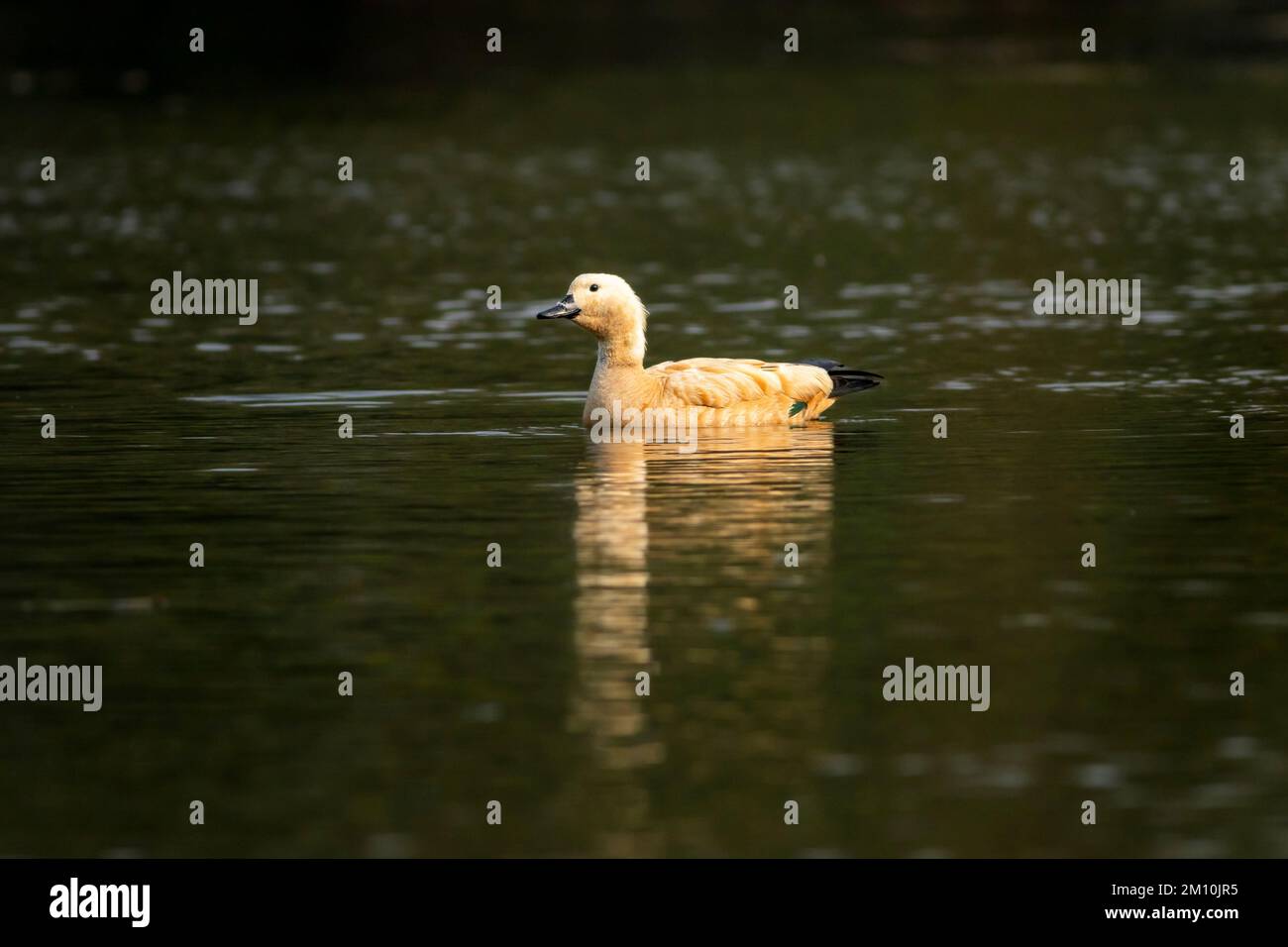 ruddy shelduck or brahminy duck or tadorna ferruginea bird closeup ...