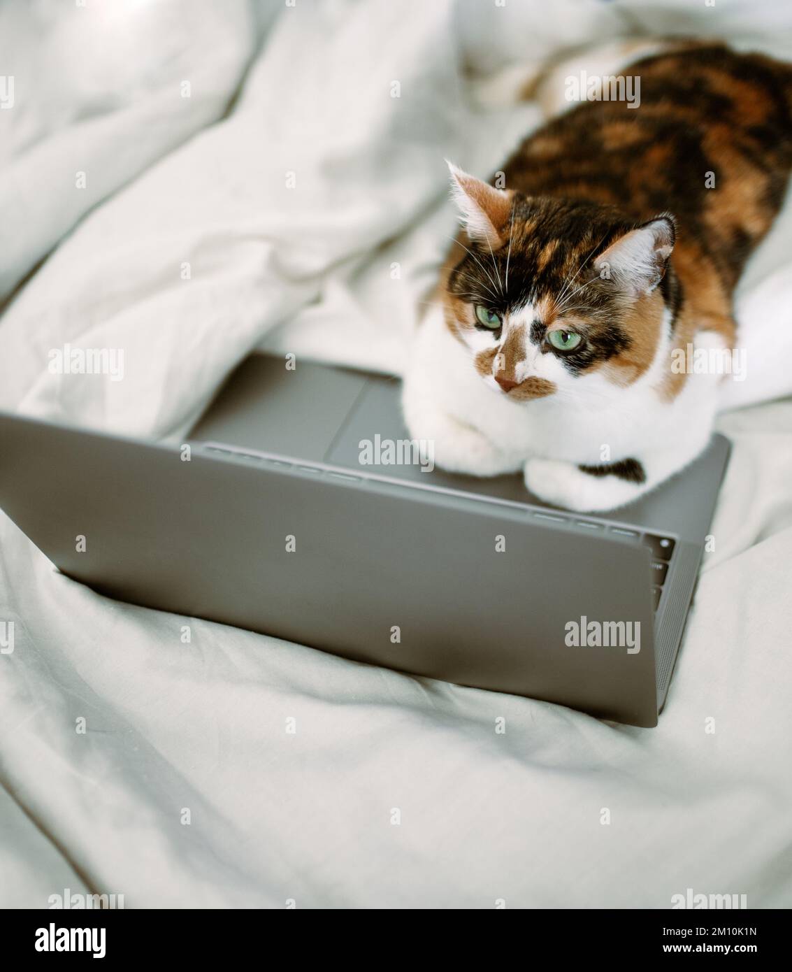 Cat laptop funny hi-res stock photography and images - Alamy