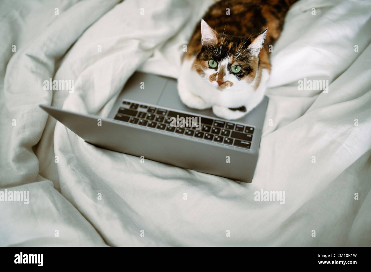 Cat laptop funny hi-res stock photography and images - Alamy