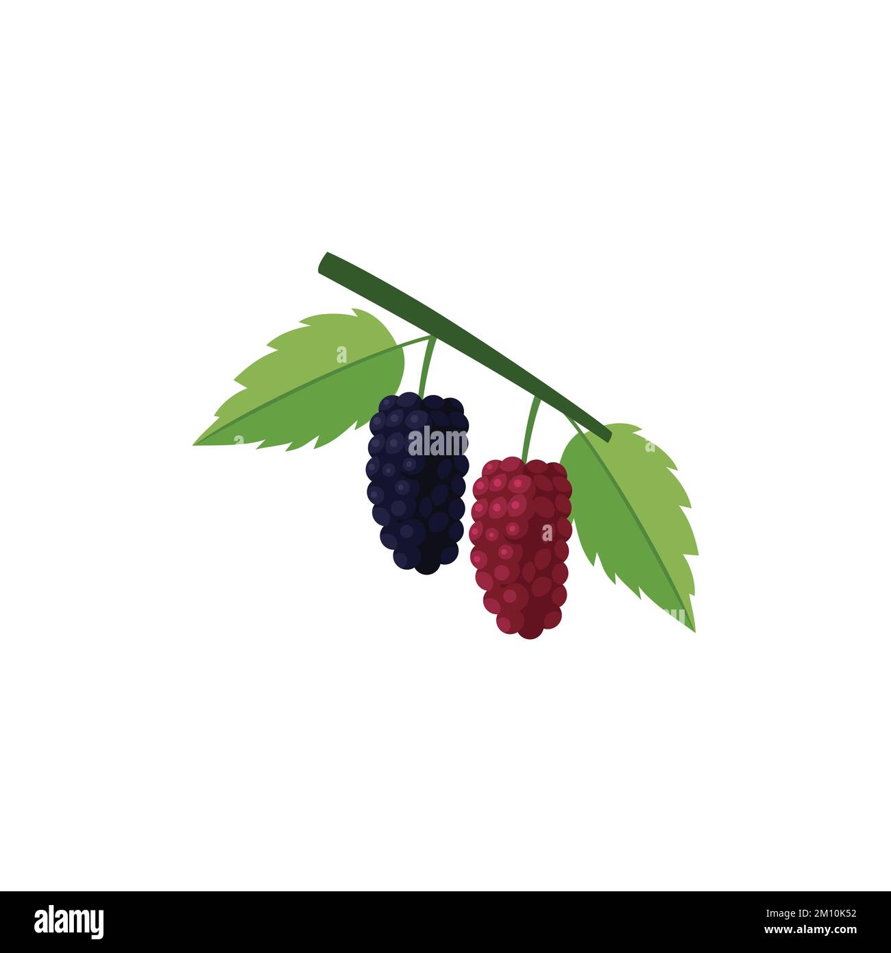 Mulberry Flat design clip art vector illustration isolated on a white ...
