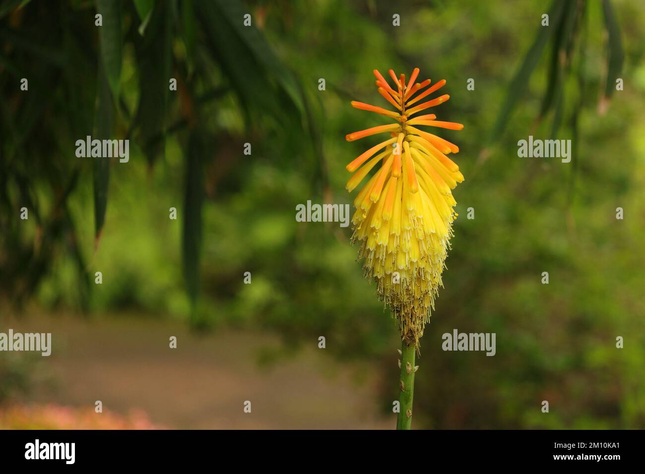 Kniphofia Flaming Torch or Red Hot Poker flowering plant at the ...