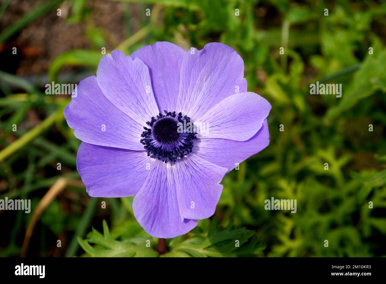 Single Violet-blue Anemone Coronaria (De Caen Group) 'Mr Fokker' Flower ...