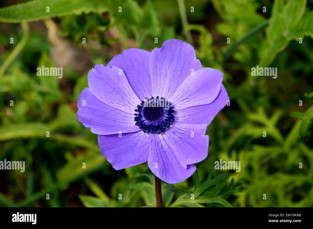 Single Violet-blue Anemone Coronaria (De Caen Group) 'Mr Fokker' Flower ...