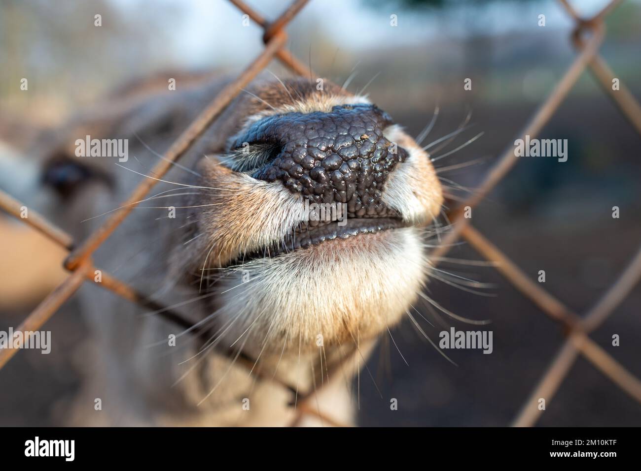 The nose of a deer in the lattice of the enclosure close-up Stock Photo ...