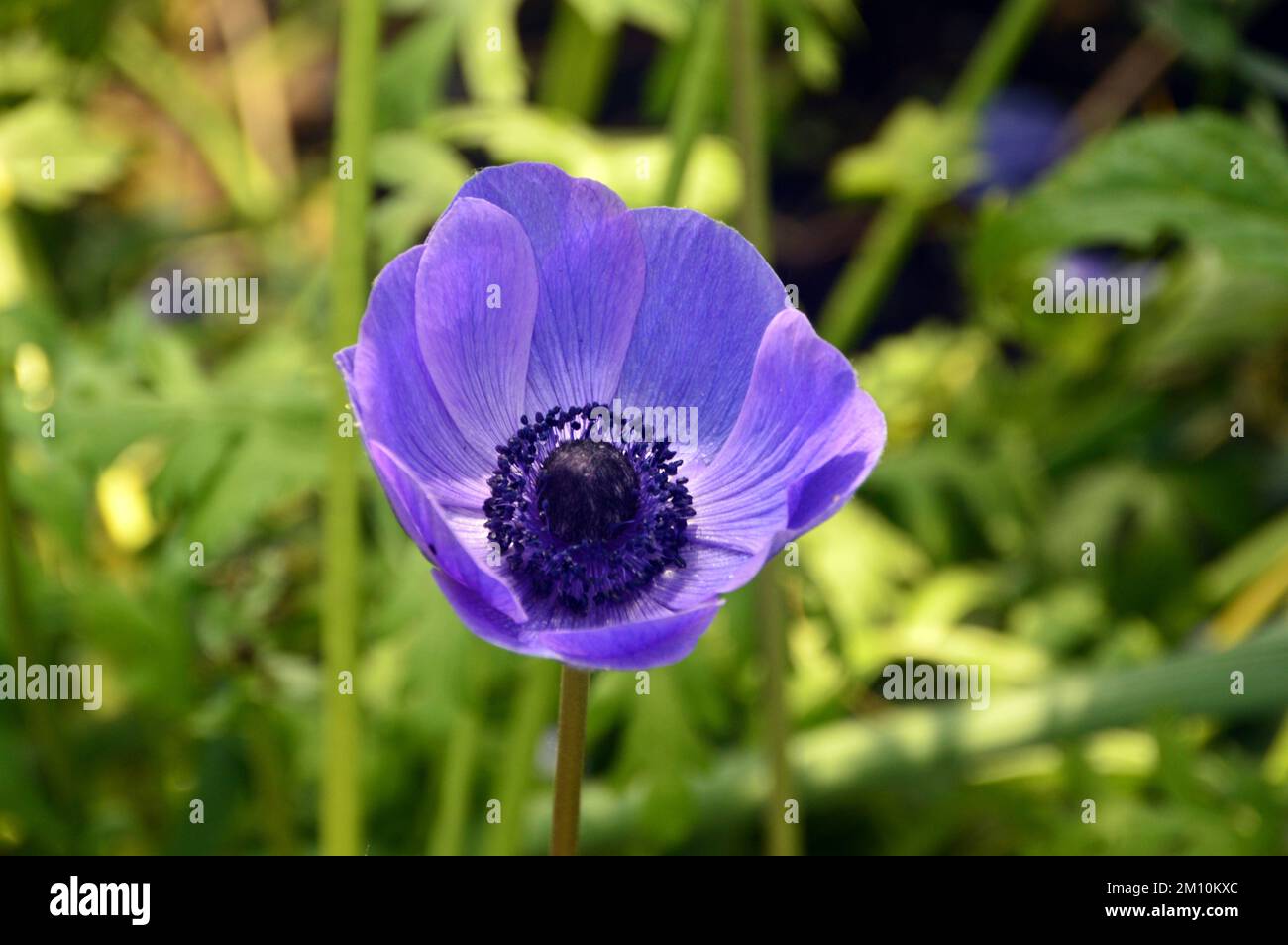 Single Violet-blue Anemone Coronaria (De Caen Group) 'Mr Fokker' Flower ...