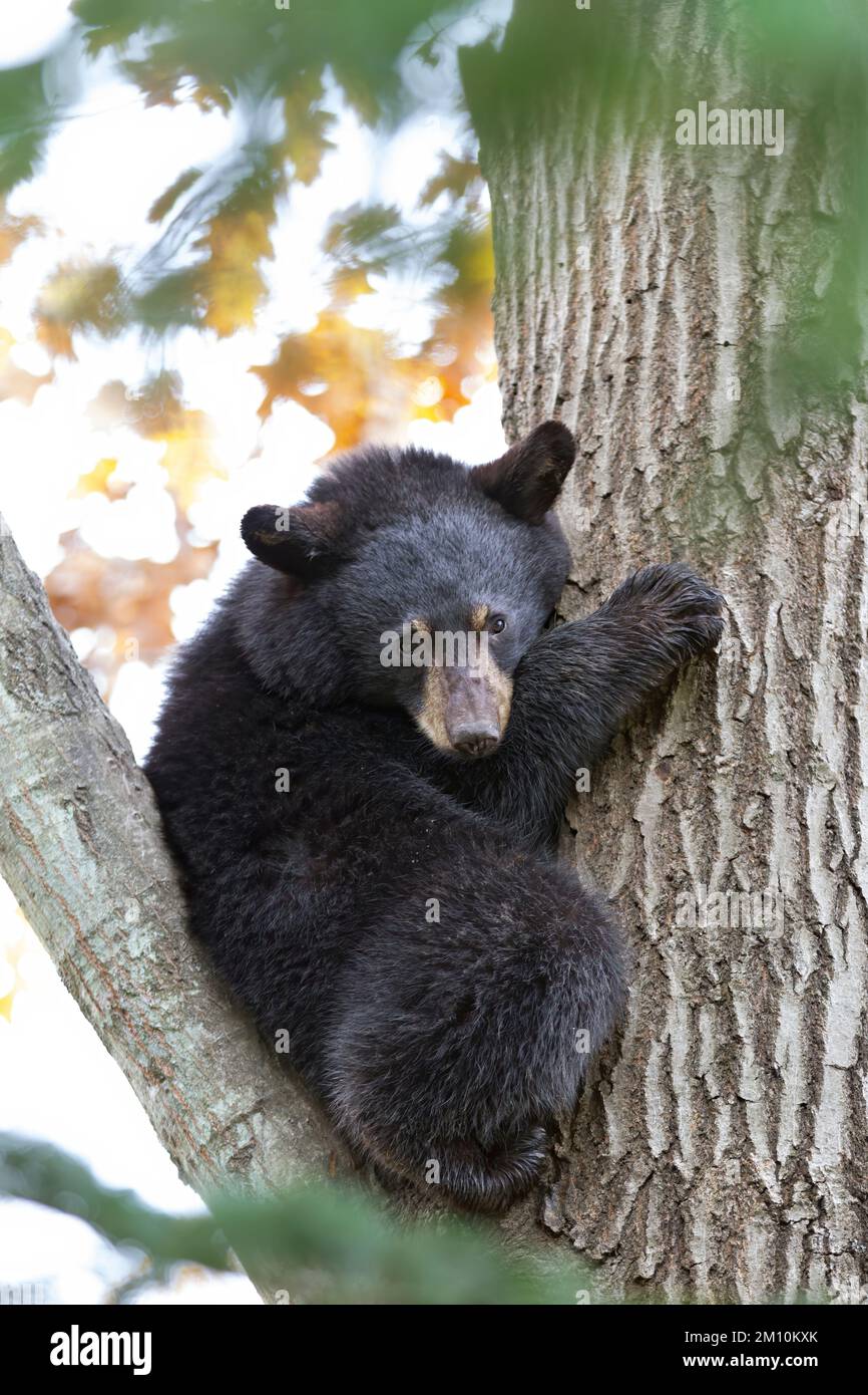 Black bear cub sitting in a tree in autumn Canada Stock Photo - Alamy