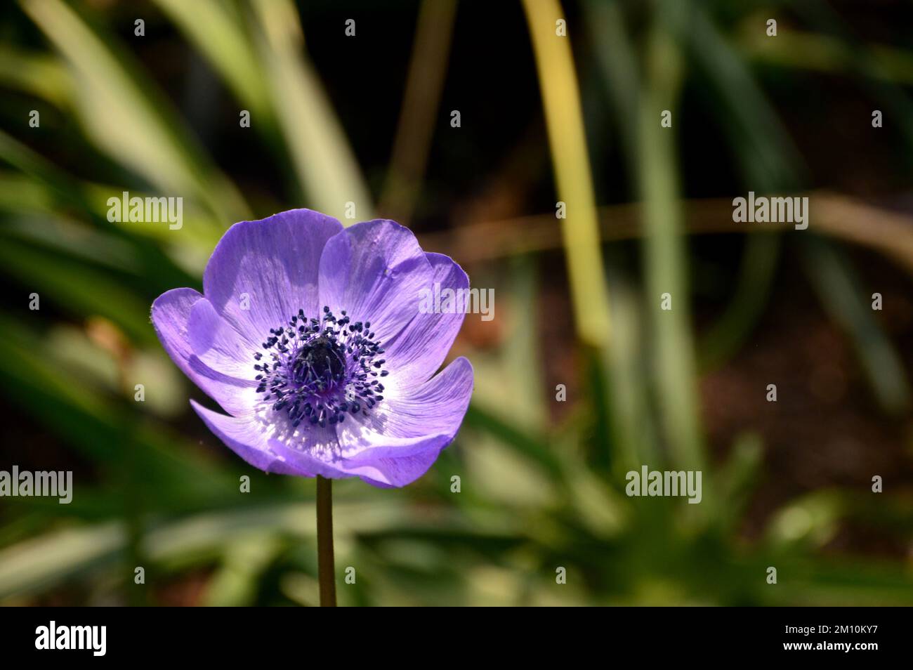 Single Violet-blue Anemone Coronaria (De Caen Group) 'Mr Fokker' Flower ...