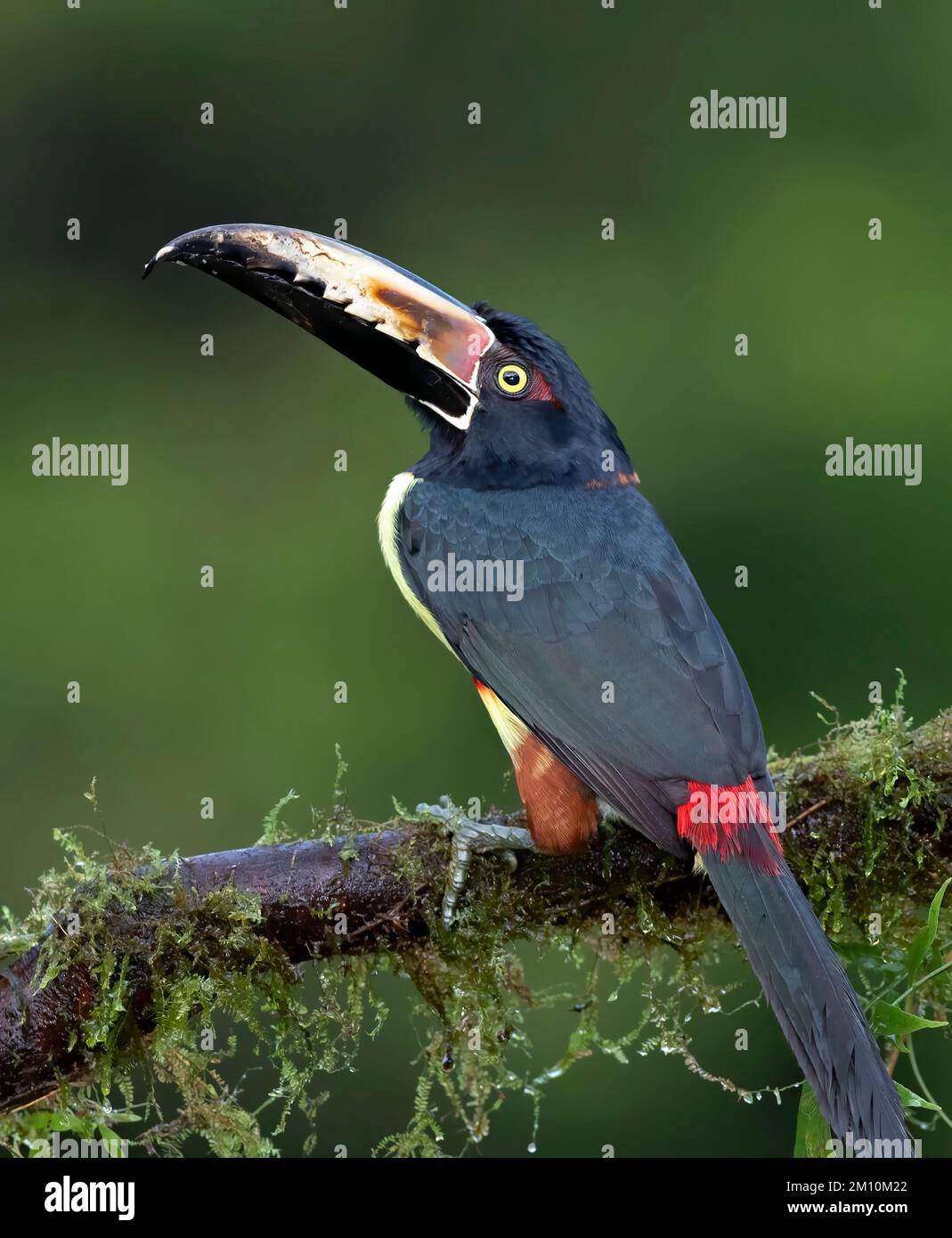 Collared Aracari Toucan (Pteroglossus torquatus) perched on a leafy ...