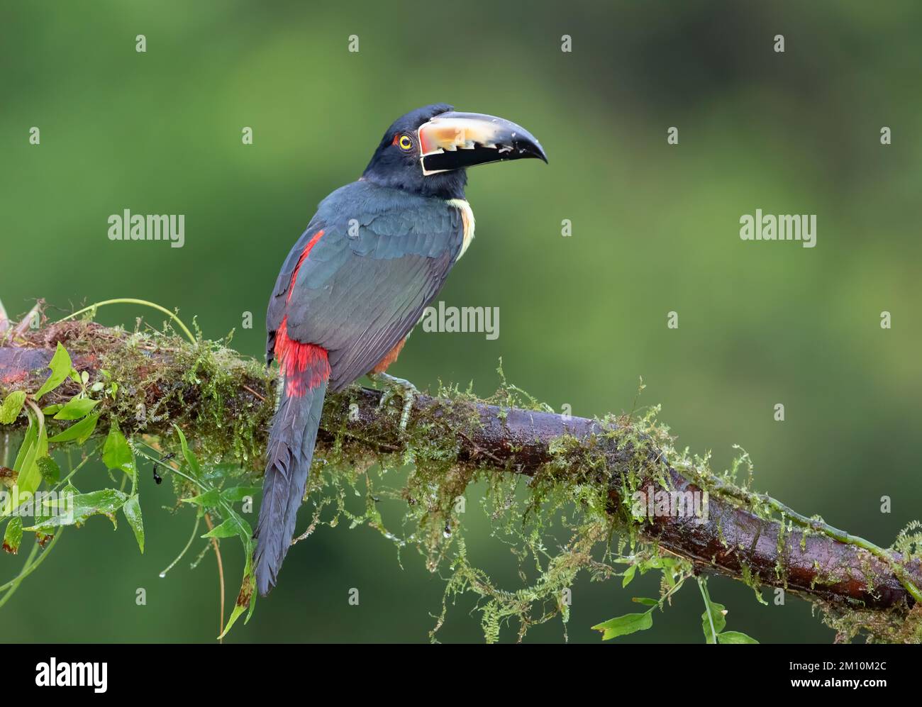 Closeup of a Collared Aracari Toucan (Pteroglossus torquatus) perched ...