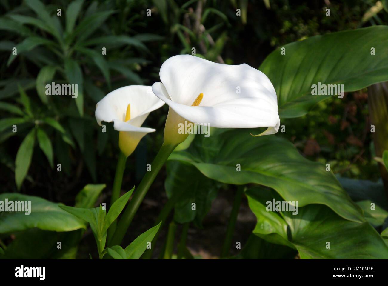 Pair of White Calla Aethiopica (Arum Lilies) Flower grown at the Eden ...