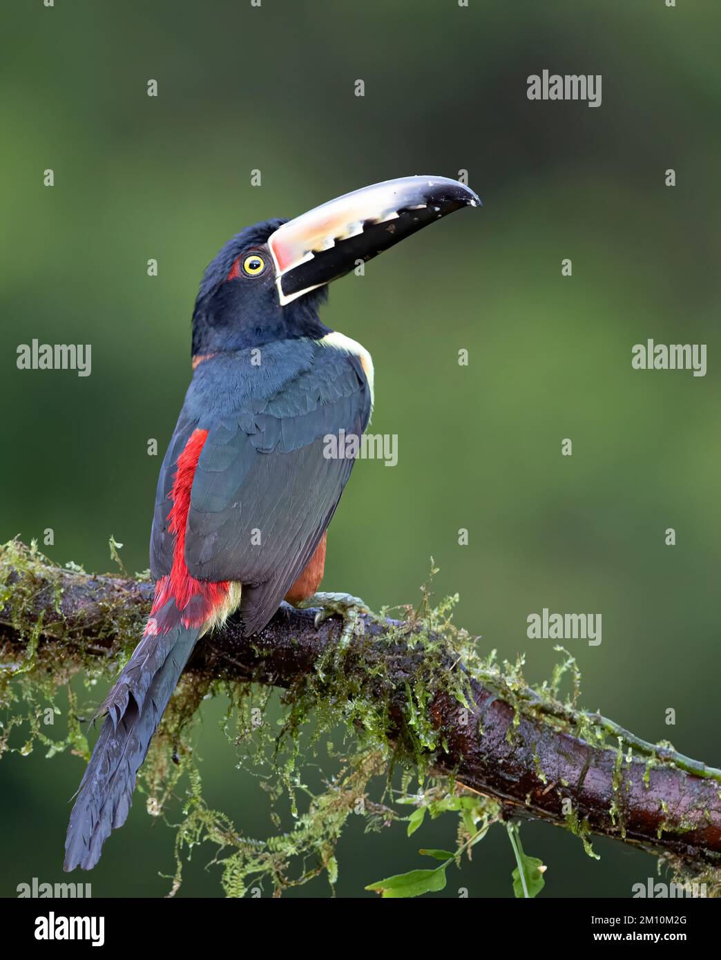 Closeup of a Collared Aracari Toucan (Pteroglossus torquatus) perched ...