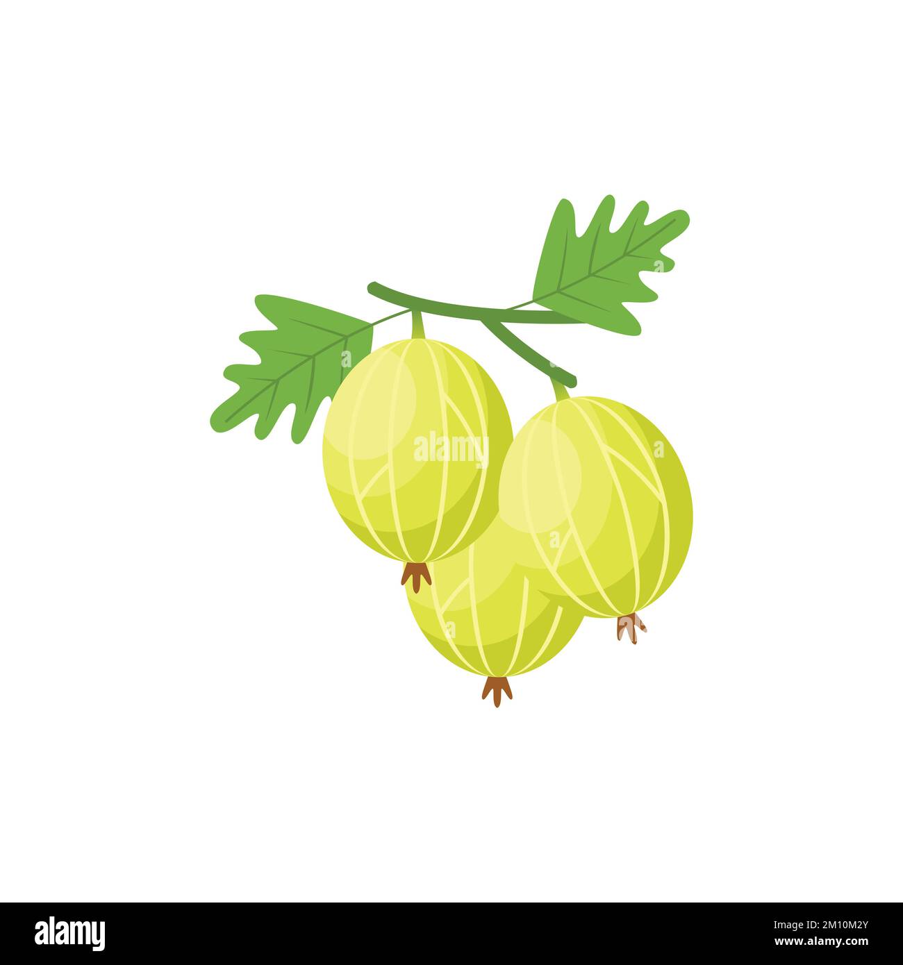 Gooseberries Flat design clip art vector illustration isolated on a ...