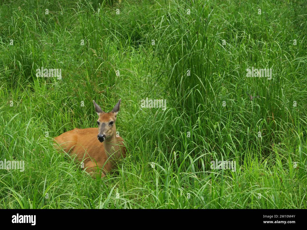 Ferme animaux hi-res stock photography and images - Alamy