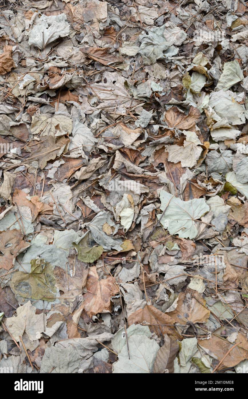 Natural background of closeup fallen autumn vine leaves Stock Photo - Alamy