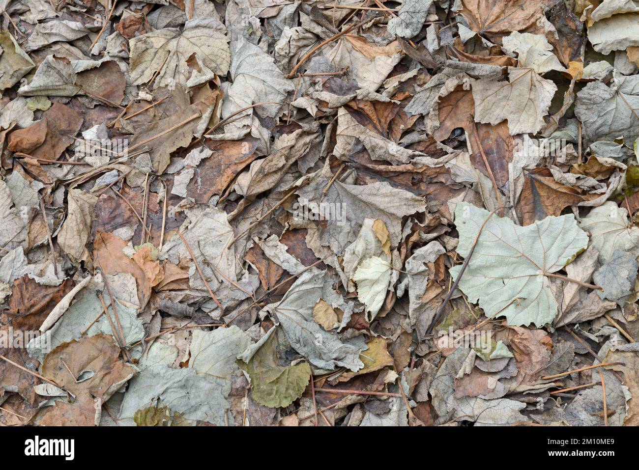 Natural background of closeup fallen autumn vine leaves Stock Photo - Alamy