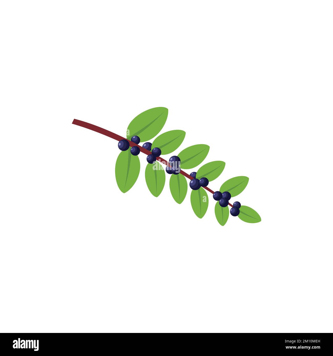 Huckleberry