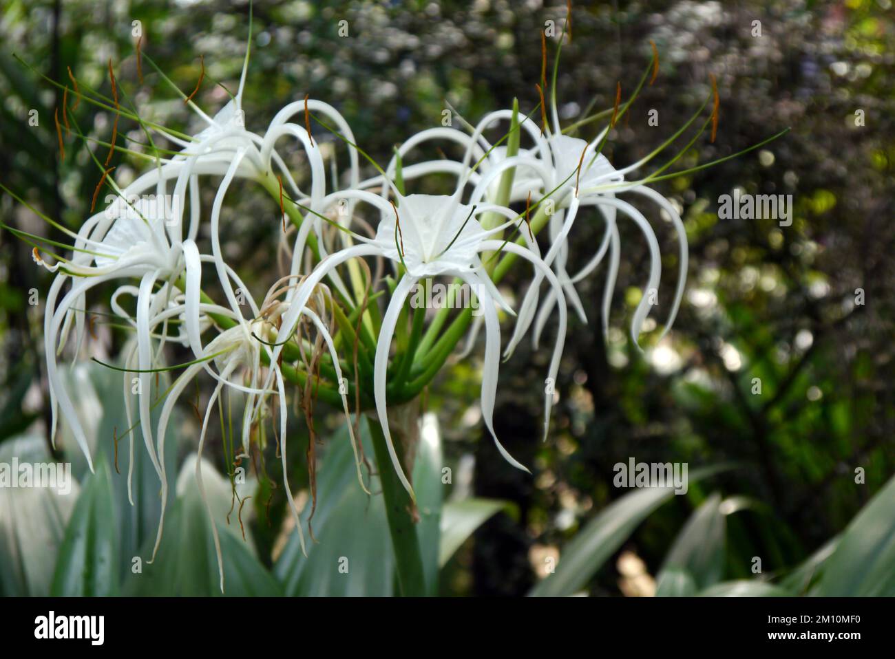 White Starry-shaped Leaves Hymenocallis (Spider Lily) Flowerheads grown ...