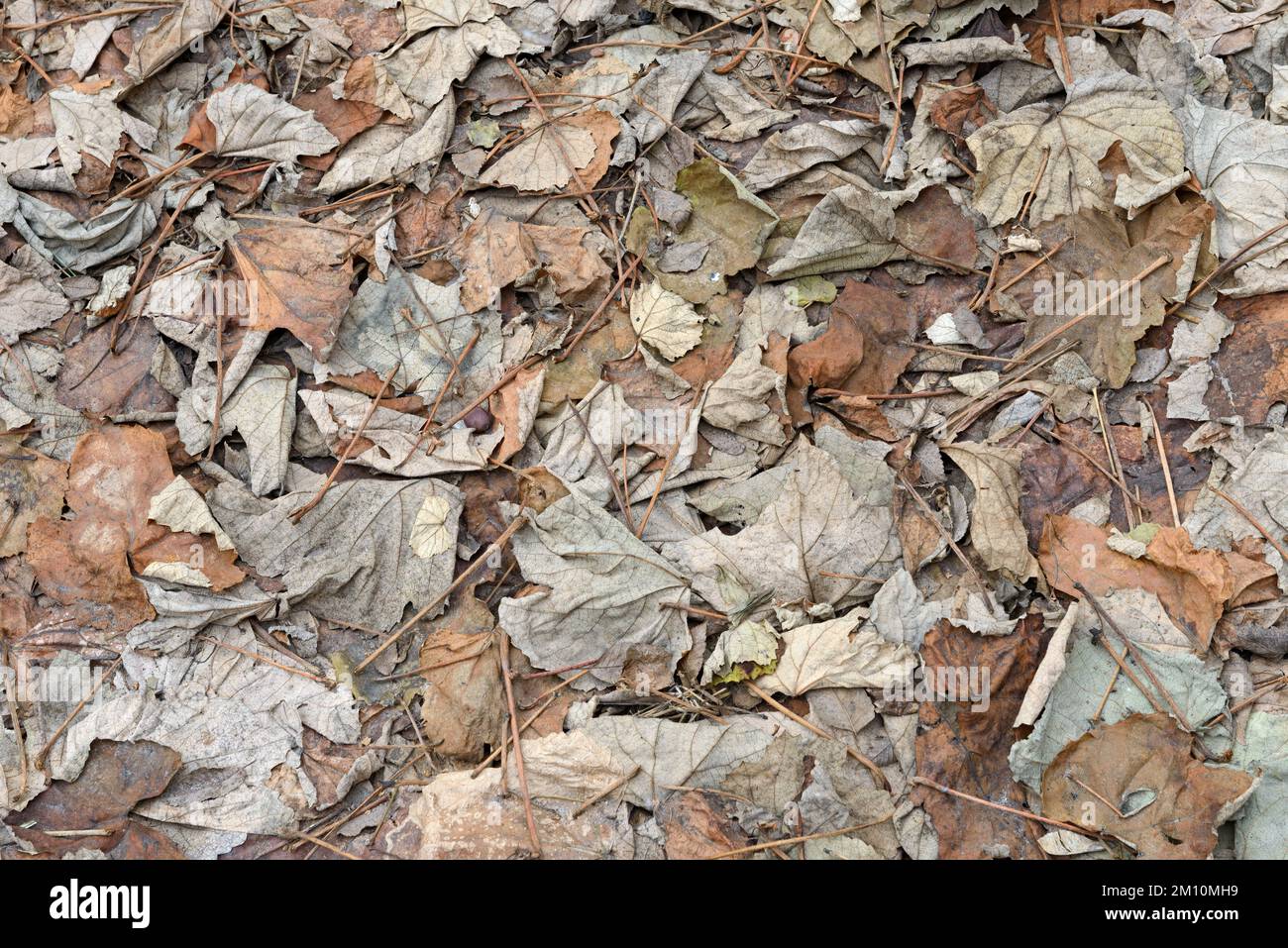 Natural background of closeup fallen autumn vine leaves Stock Photo - Alamy