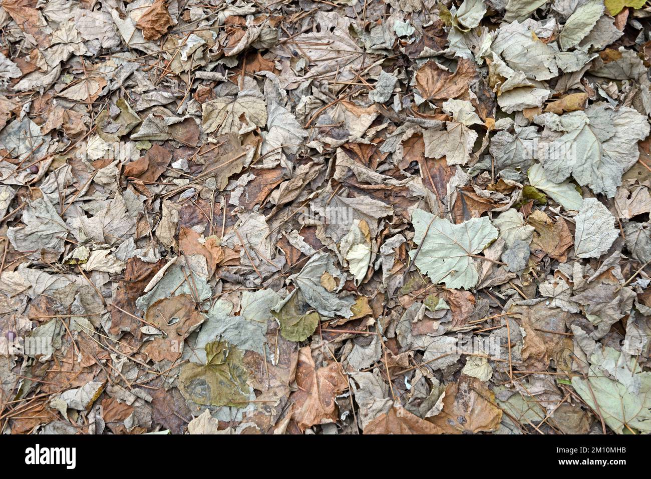 Natural background of closeup fallen autumn vine leaves Stock Photo - Alamy