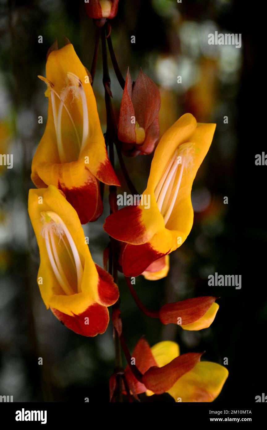 Red/Yellow Mysore Clock Vine (Thunbergia Mysorensis) 'Brick And Butter ...