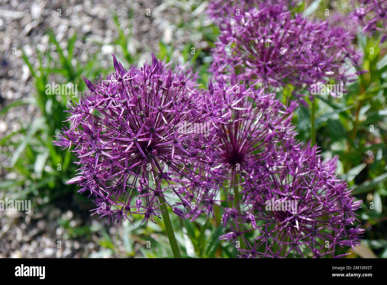 Large Bunch of Allium 'Purple Rain' Flower heads grown at the Eden ...