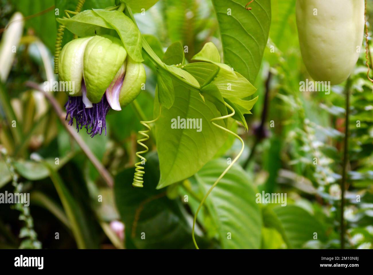 Bursting Purple Passiflora Edulis (Passion Fruit) Bub in Tree at the ...