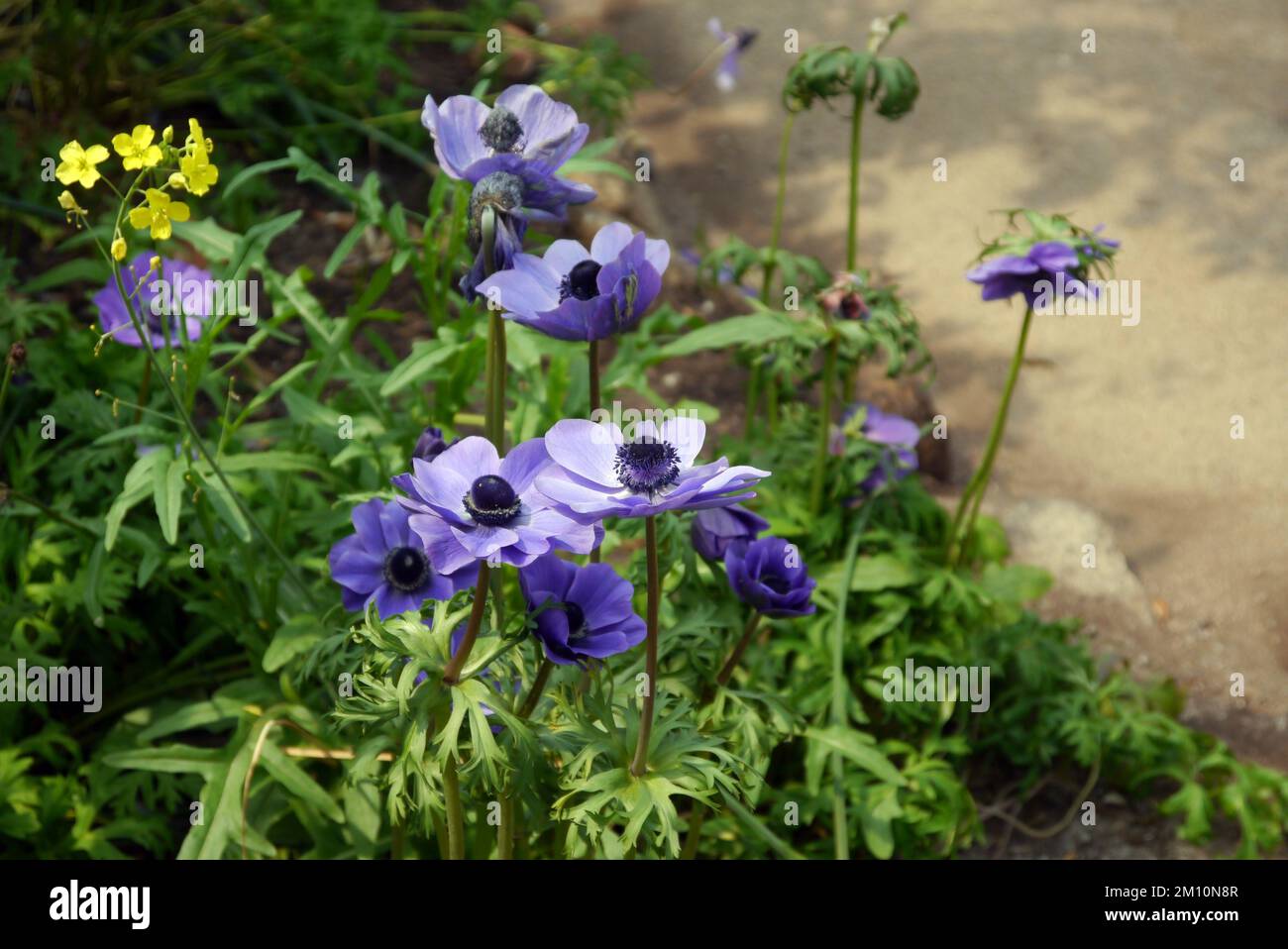 Bunch of Violet-blue Anemone Coronaria (De Caen Group) 'Mr Fokker ...