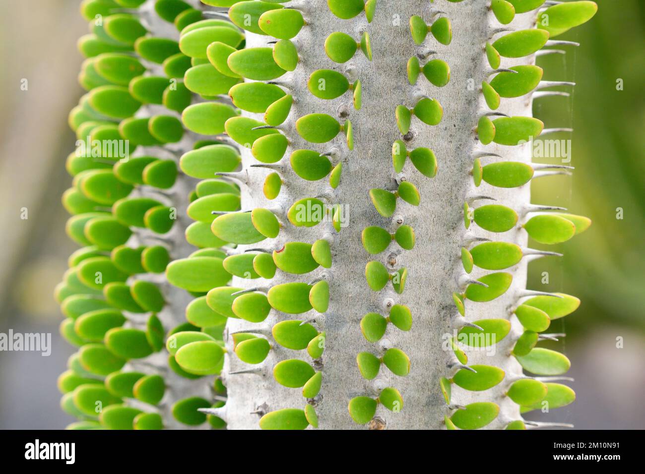 Detail of the existing leaves on the trunk of a cactus Stock Photo - Alamy
