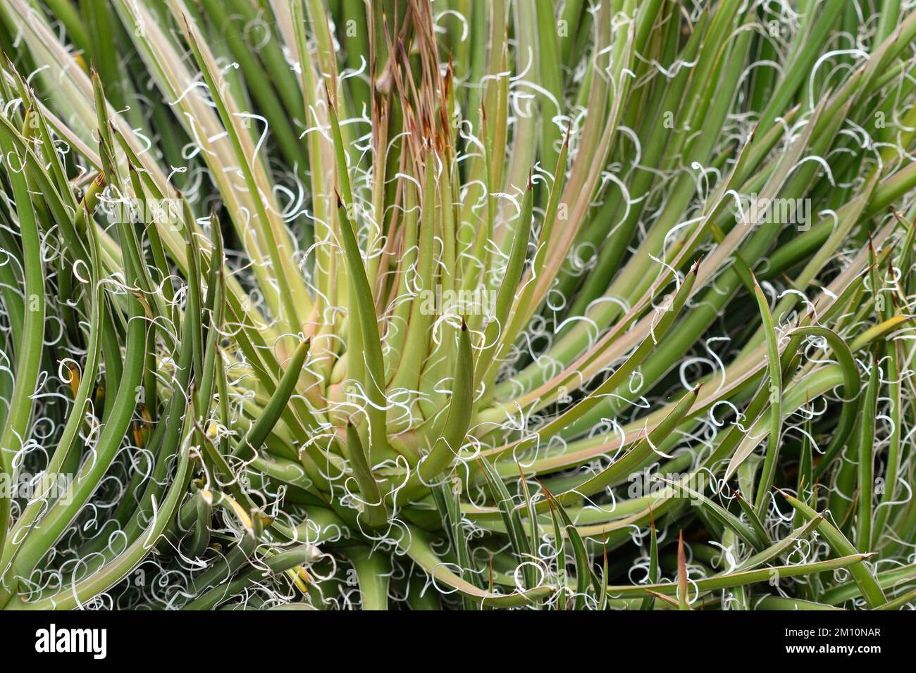 Agave filifera hi-res stock photography and images - Alamy