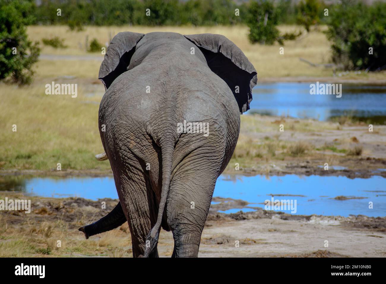 Lone Elephant at the Nehimba Waterhole in Hwange National park of ...