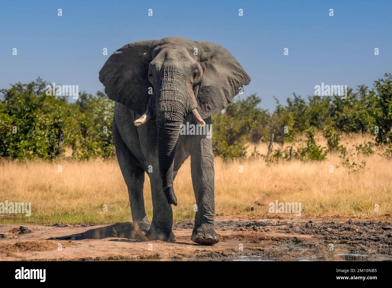 Hwange elephant hole hi-res stock photography and images - Alamy