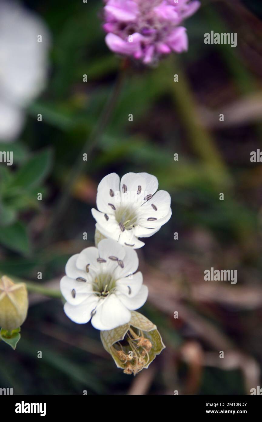 Wild Bladder Campion (Silene vulgaris) Flowers in a Meadow on ...
