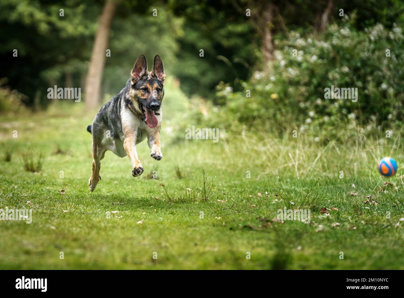 German Shepherd Dog running after her ball at full stretch Stock Photo ...