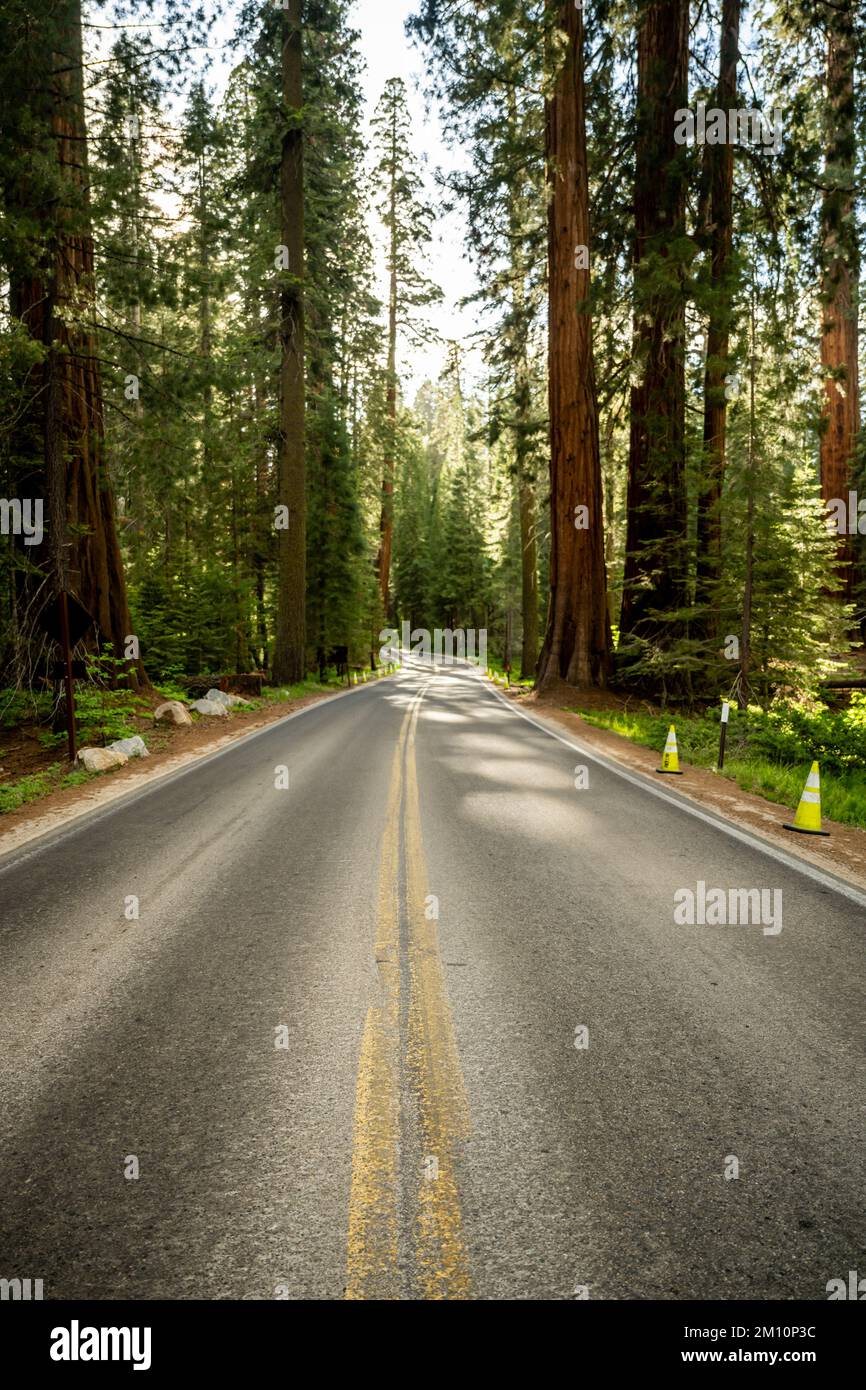 Grove in sequoia national park hi-res stock photography and images - Alamy