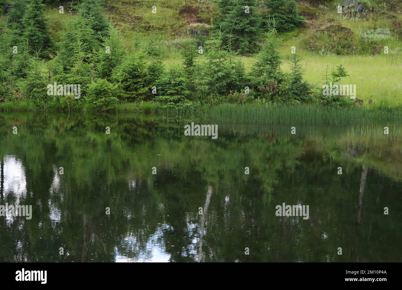 Sapin canadien hi-res stock photography and images - Alamy