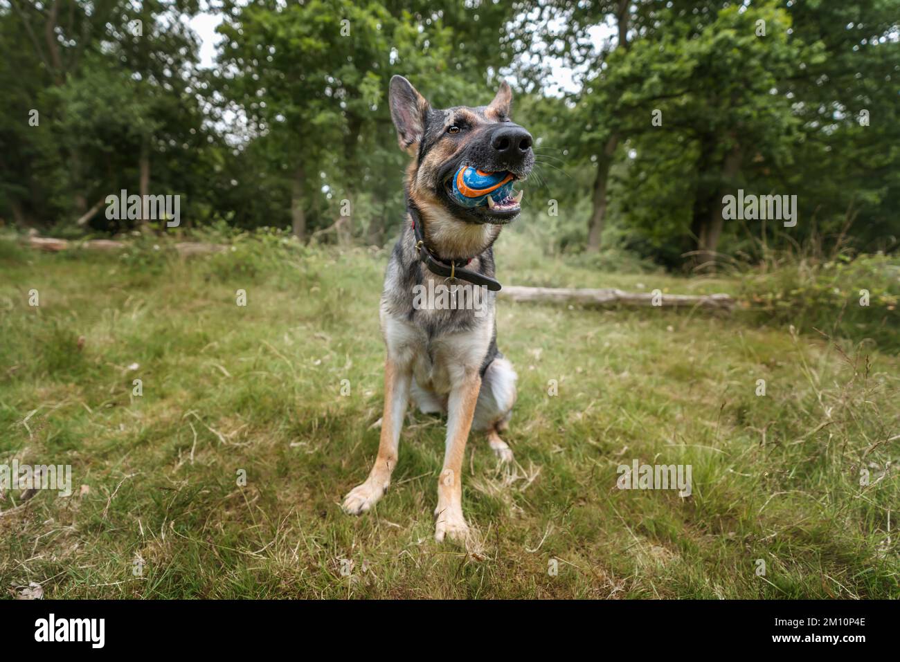 German Shepherd Dog sitting down looking at the camera with her ball in ...
