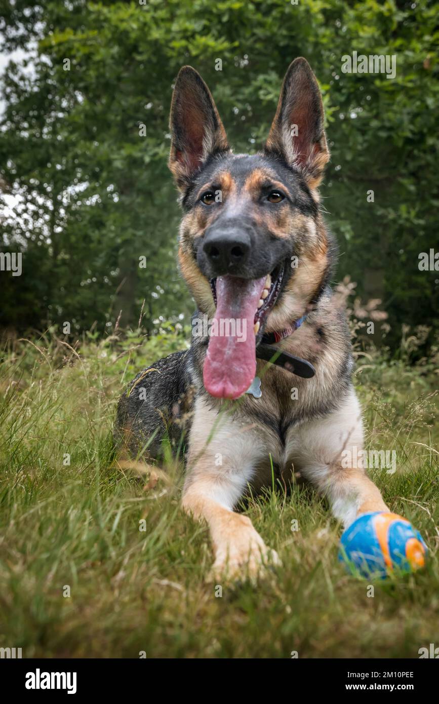 German Shepherd Dog sitting down looking at the camera with her ball ...