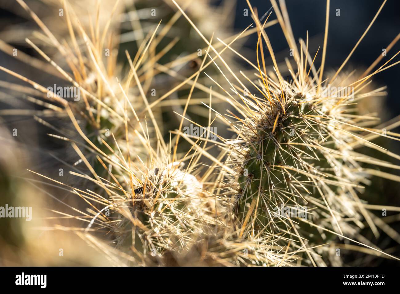 Narrow Focus of Cactus Needles In Death Valley national Park Stock ...