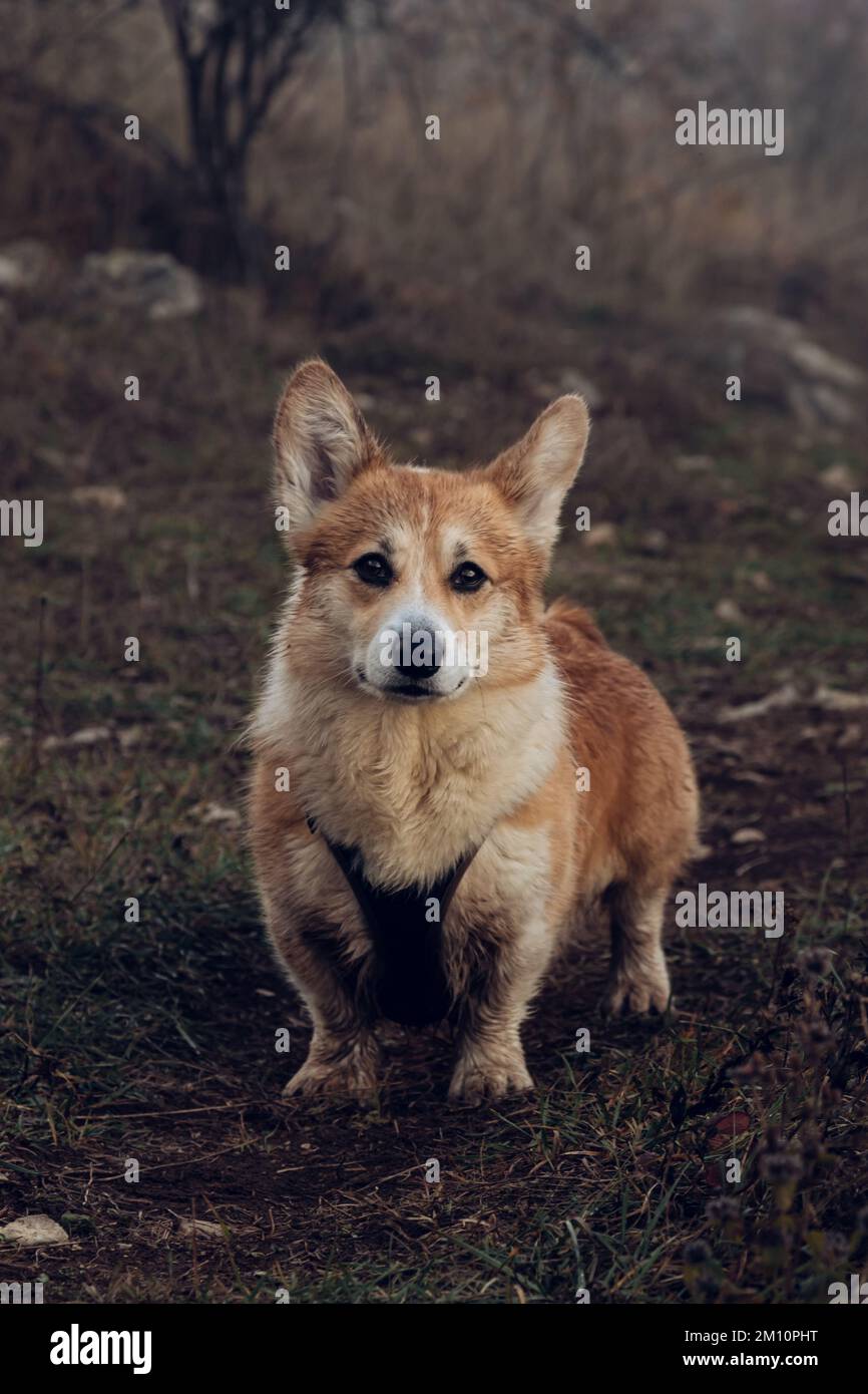 Portrait of a cute pembroke welsh corgi that got dirty in the mud on a ...