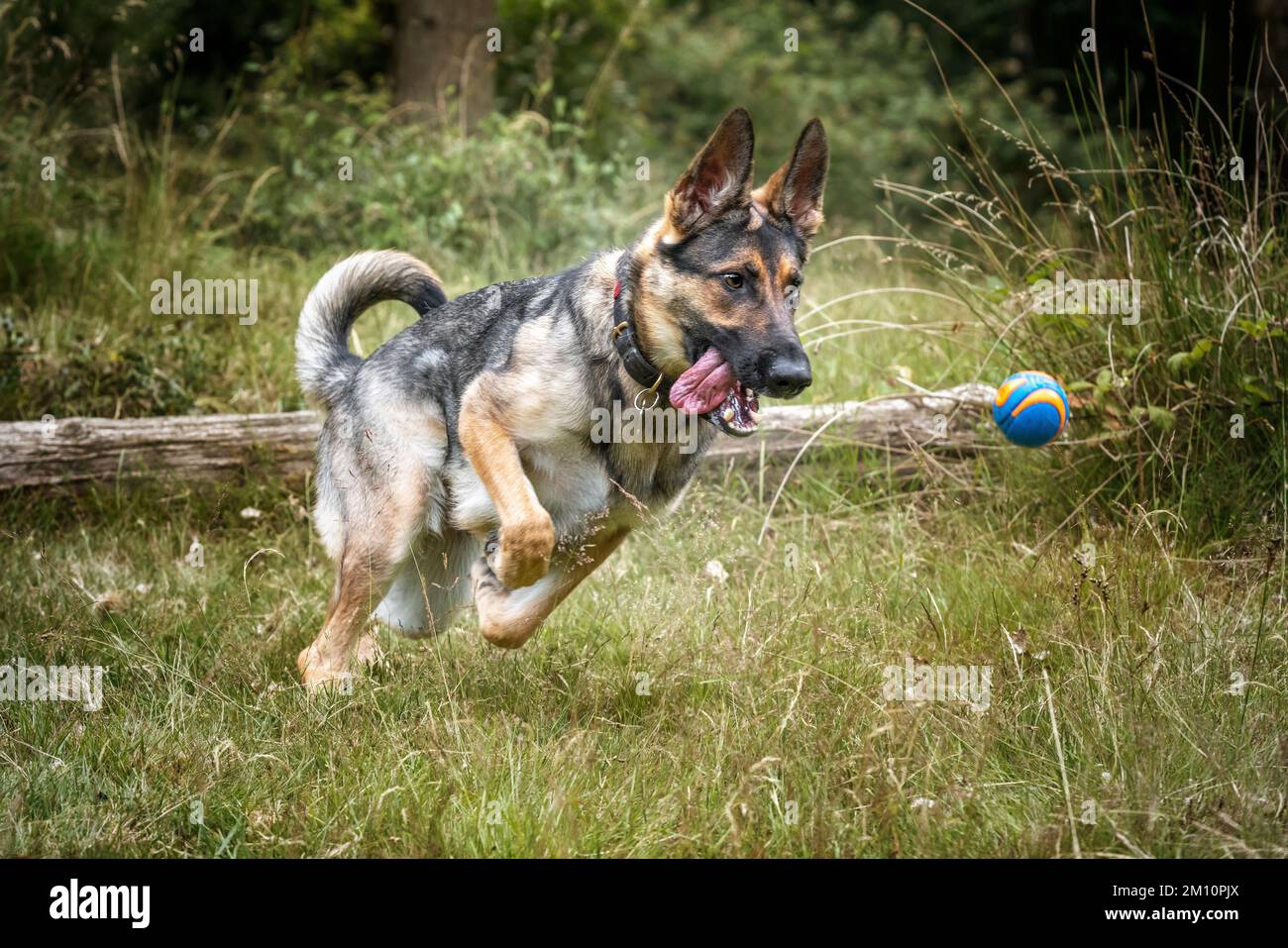German Shepherd Dog leaping over a fallen tree log on a run chasing her ...