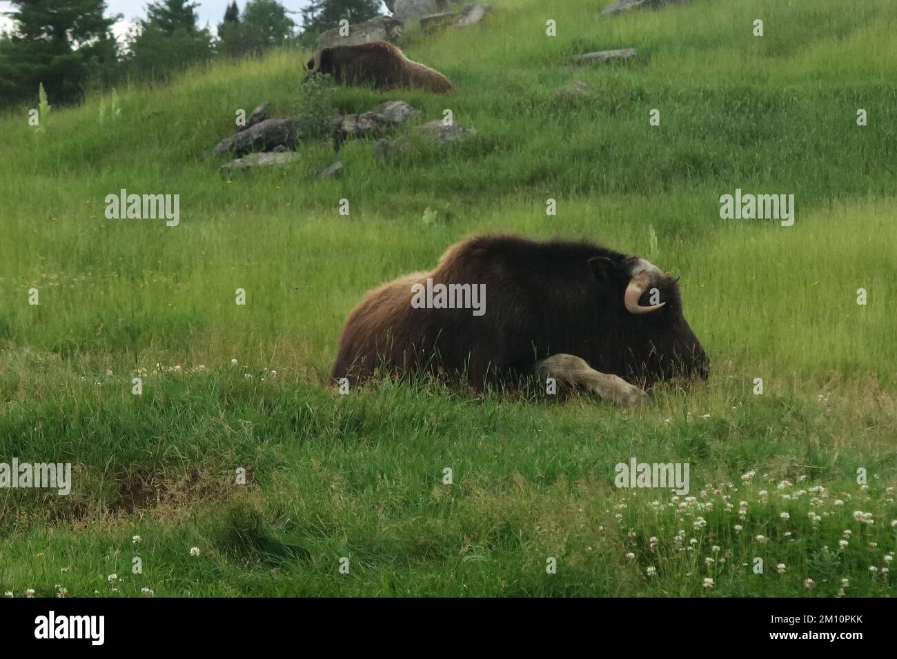 Sapin canadien hi-res stock photography and images - Alamy