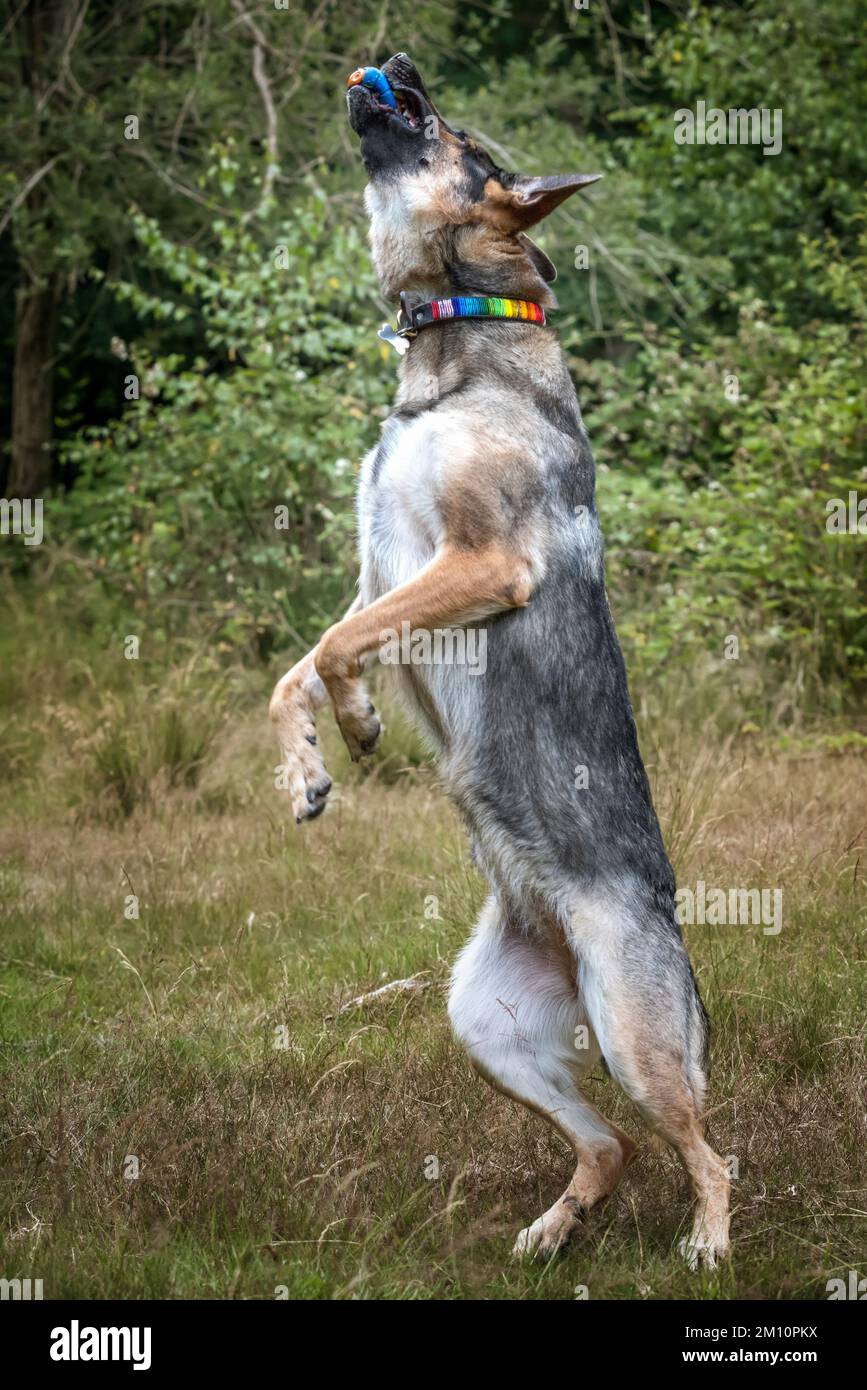 German Shepherd Dog catching her ball in her mouth at full stride Stock ...