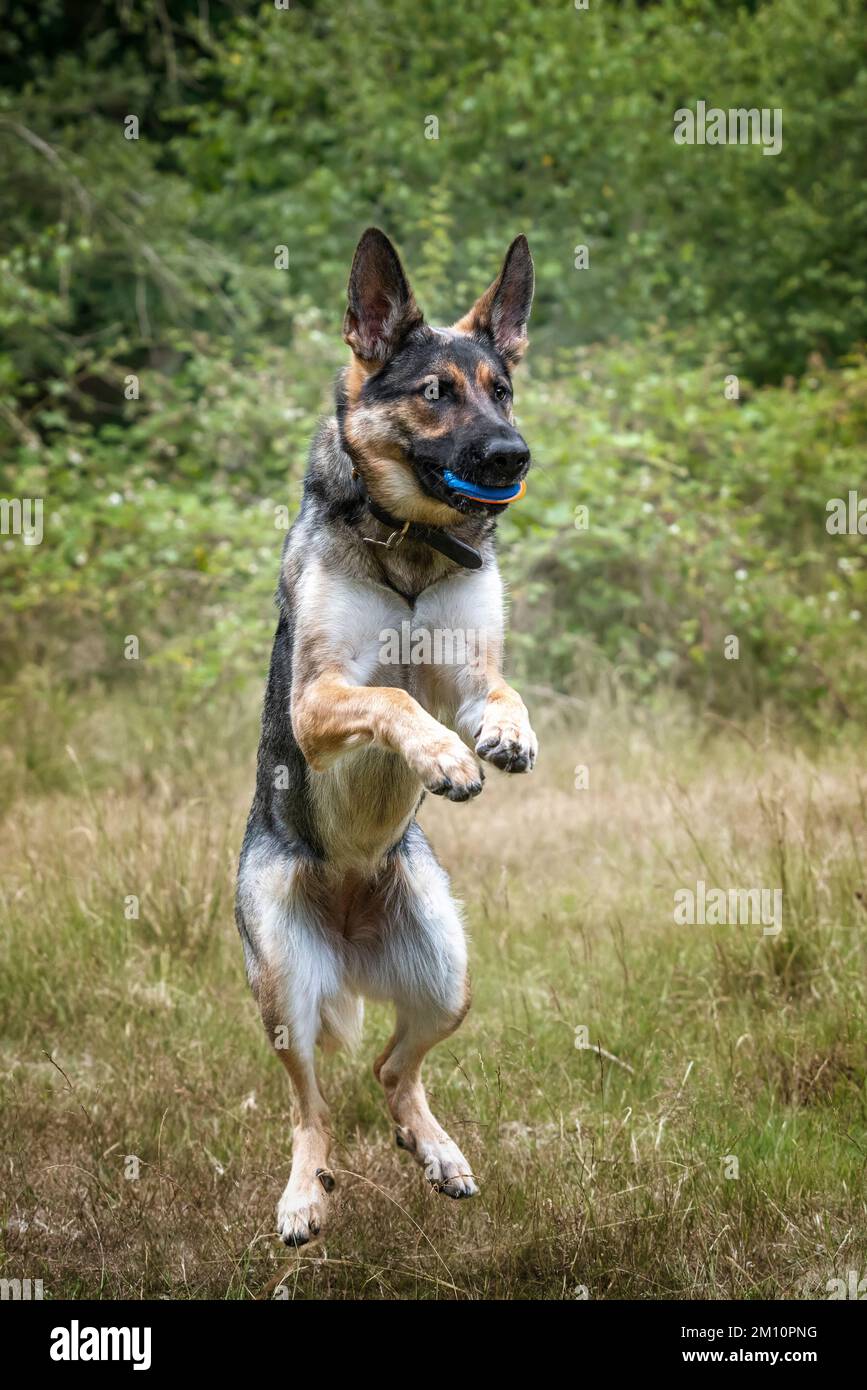 German Shepherd Dog catching her ball in her mouth at full stride Stock ...