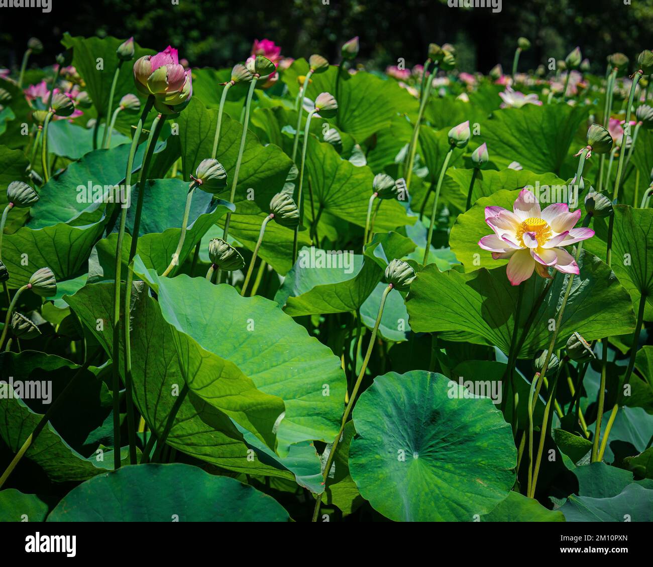 Beautiful lotus flowers in garden hi-res stock photography and images ...