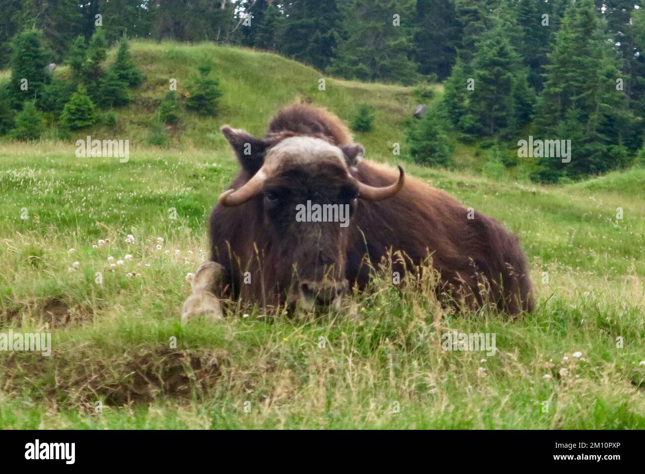 Faune animaux hi-res stock photography and images - Alamy