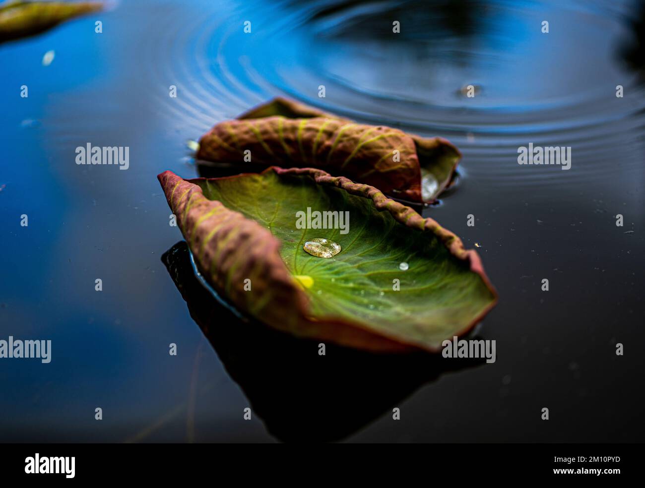 A closeup shot of a half-dried leaf with a water drop on it on the pond ...